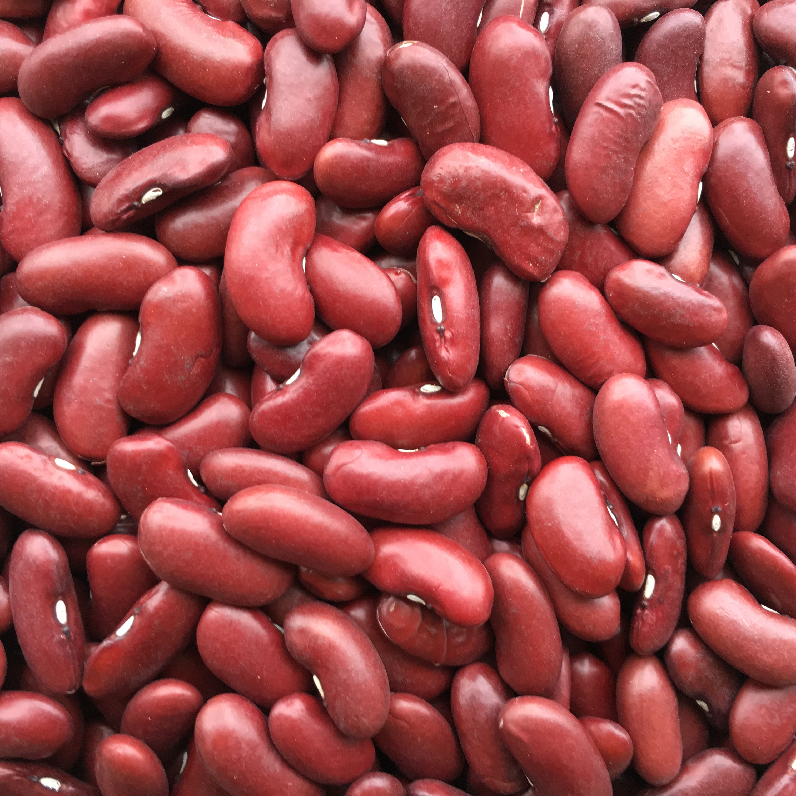 Kidneybohnen - Nierenbohnen rot | Seyfrieds Naturwaren